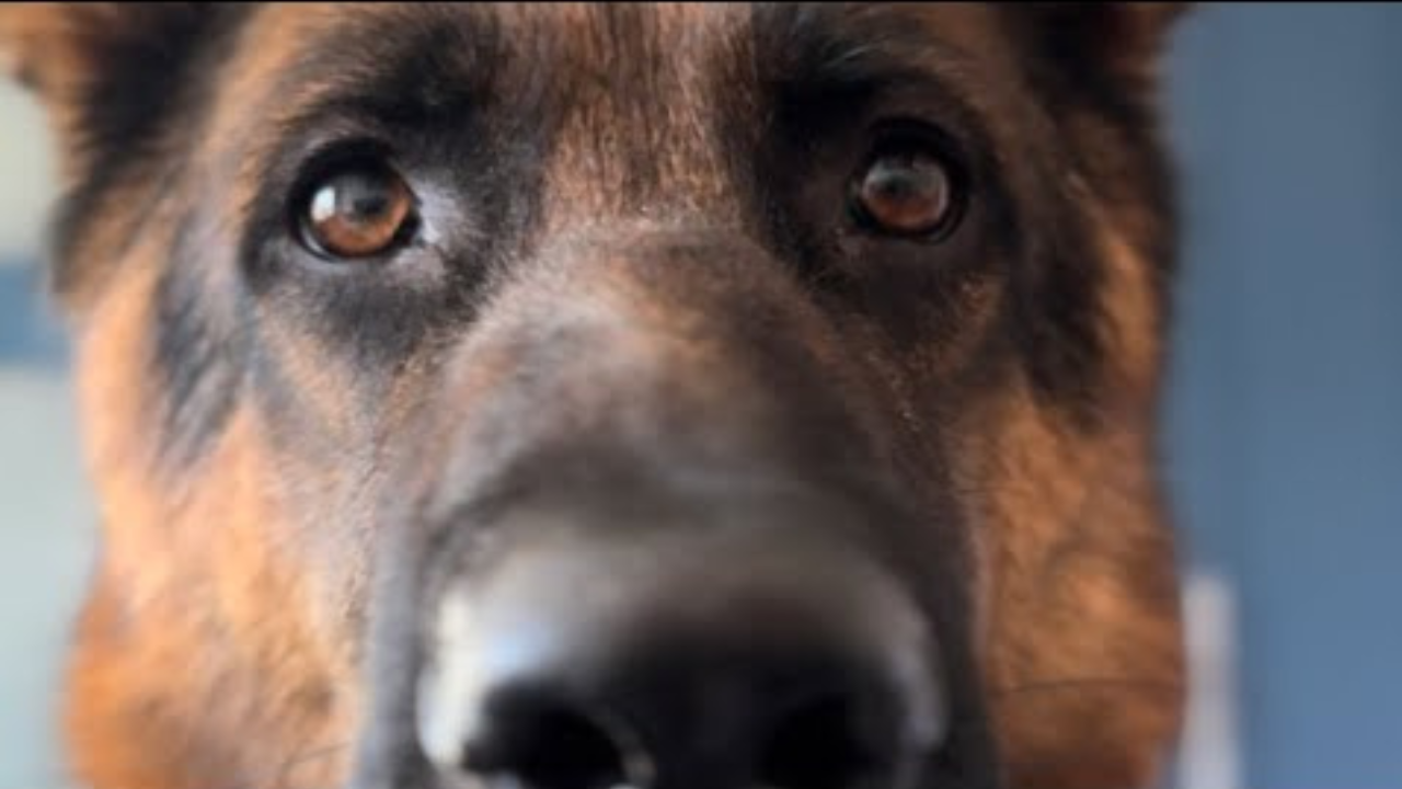 How To Entertain A German Shepherd?