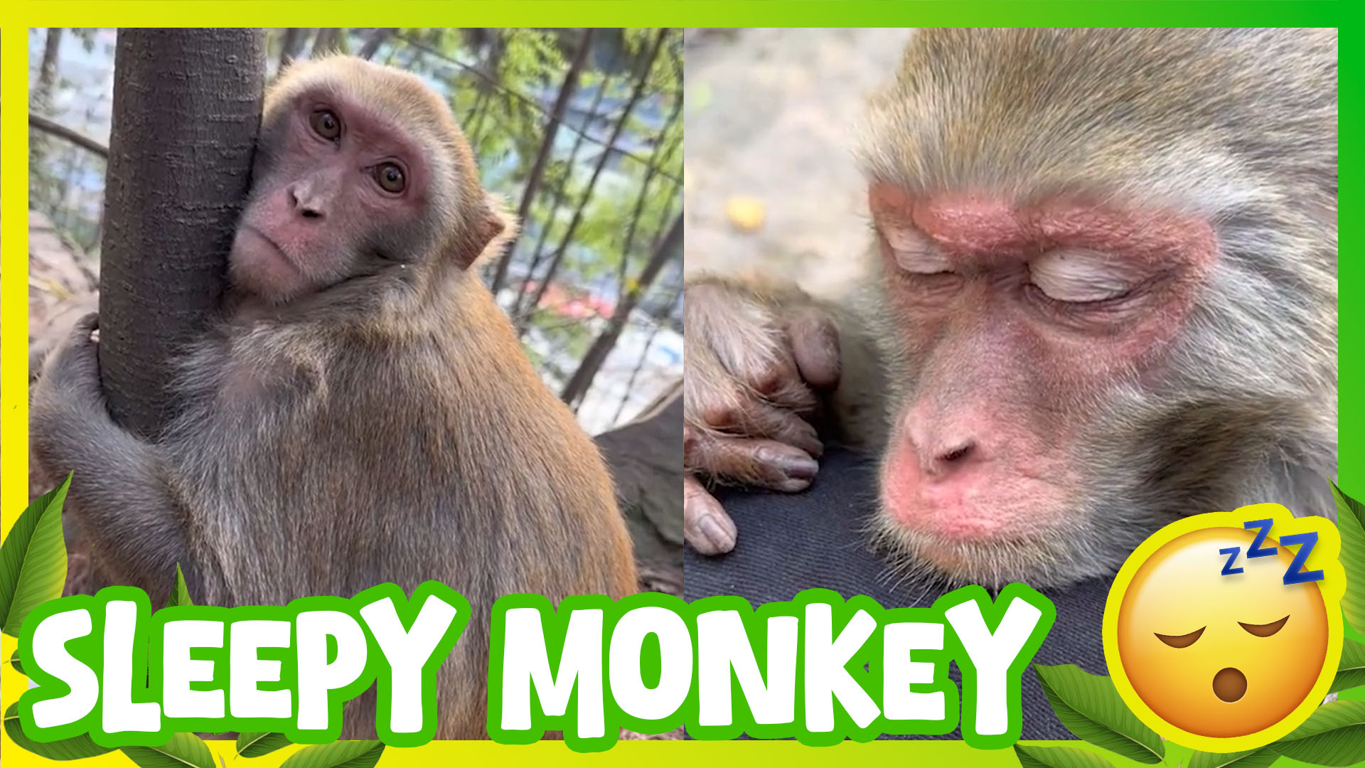 Sleepy Monkey Yawns & Dozes Off | Cute, Calm & Heartwarming Jungle Nap