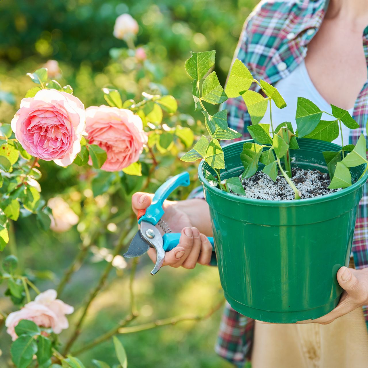How to Propagate Roses Like A Pro: 5 Expert Methods Every Gardener ...