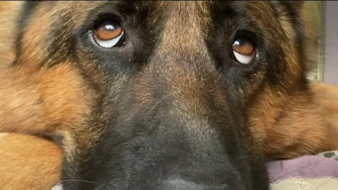 Master of Disguise You Won’t Believe This Transformation