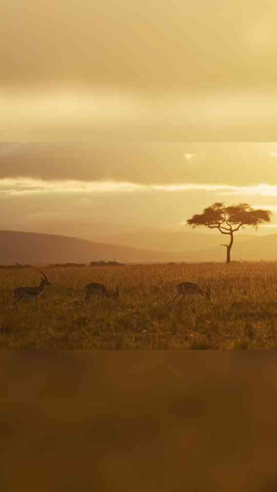Homo Sapiens - The Epic Story of Human Migration