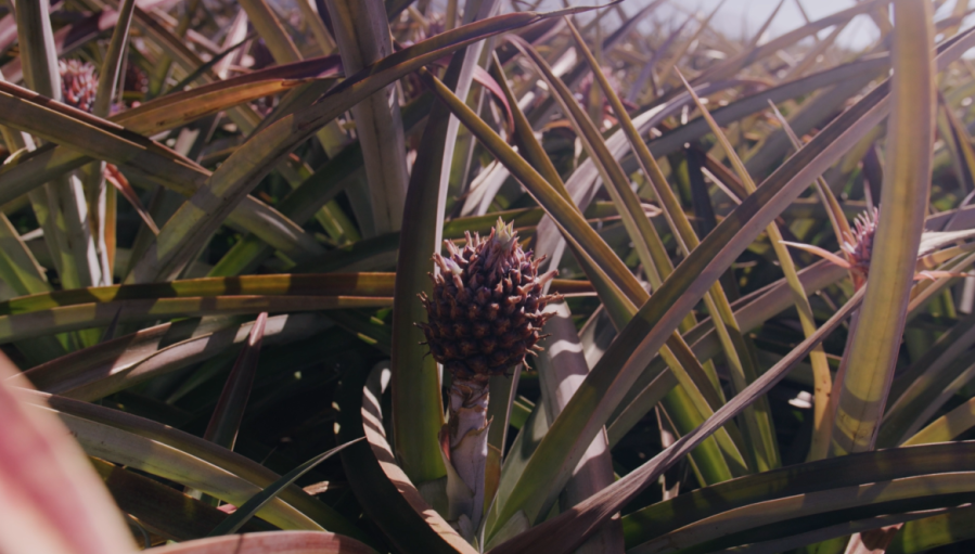 Golden opportunity: New Maui Gold Pineapple farm tour launches