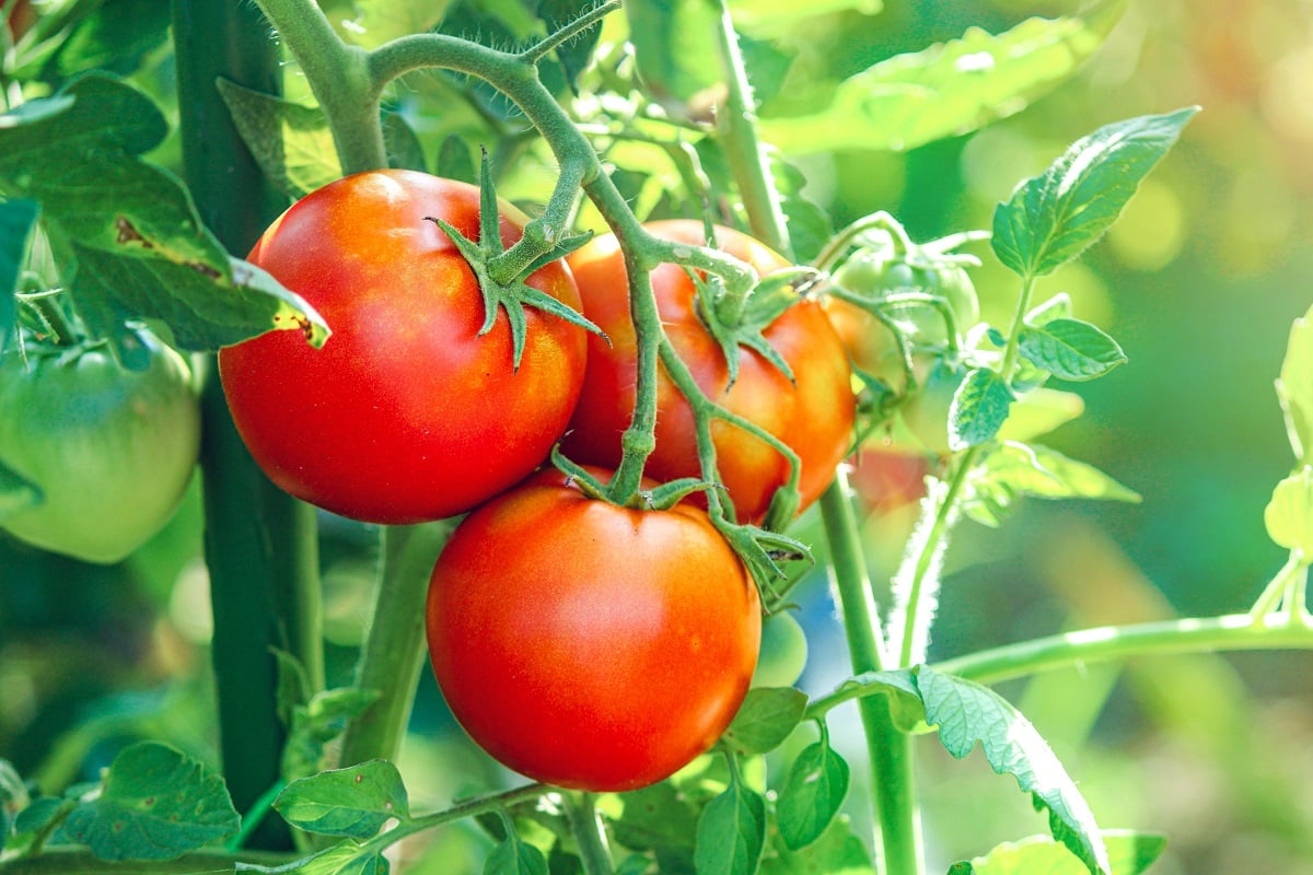 Festa del Pomodoro 2025: dove, quando, info