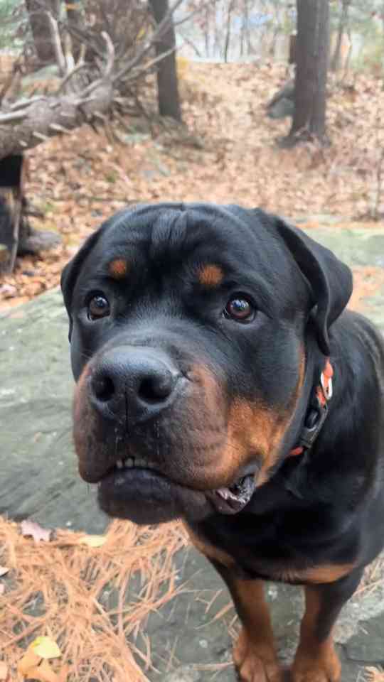 I Wuff You: Puppy Love Moments That Melt Hearts