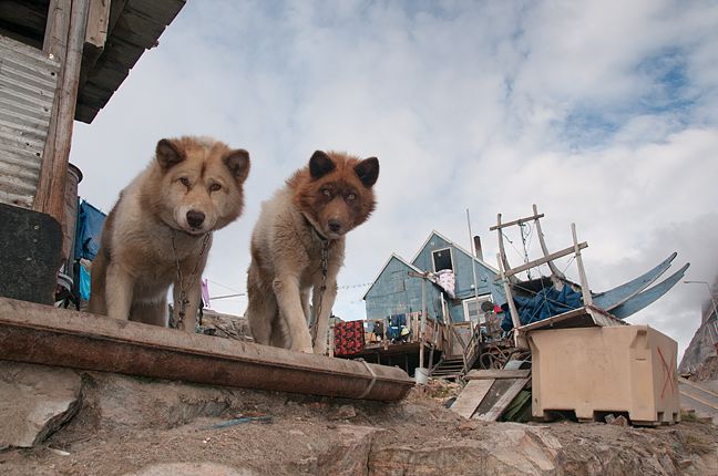 DNA from Greenland Sled Dogs Rewrites Human History