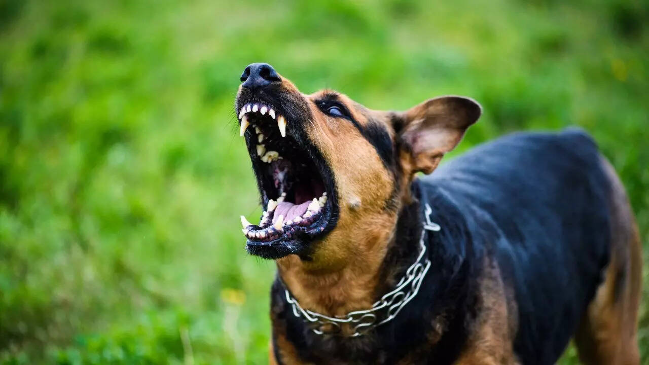 Top 10 aggressive dog breeds you should never own without training