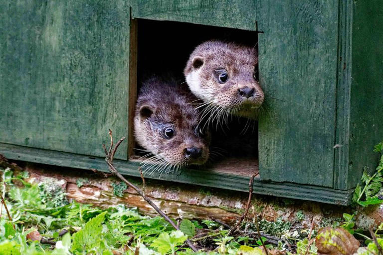 Otter Trot challenge launches to fund wildlife rescue missions