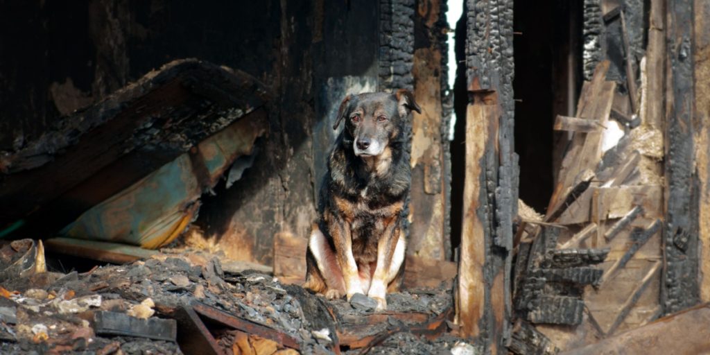 South Korea: Dog Meat Banned – But No One Knows Where the Dogs Will Go