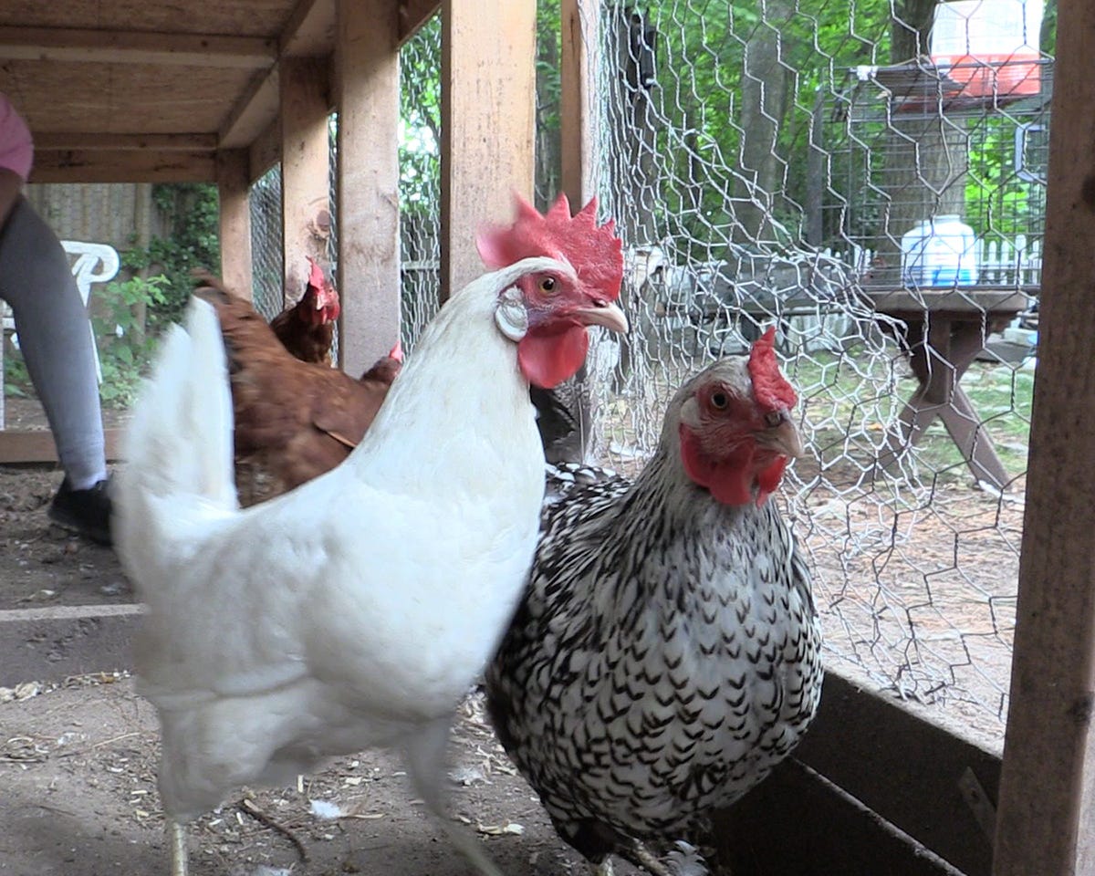 Can I shoot my neighbor's chickens if they're on my property? What New ...