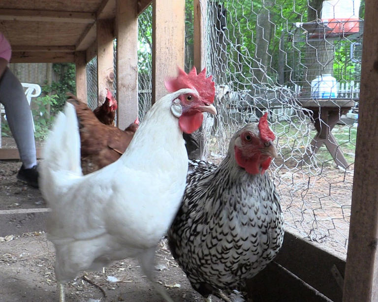 Can I shoot my neighbor's chickens if they're on my property? What New ...