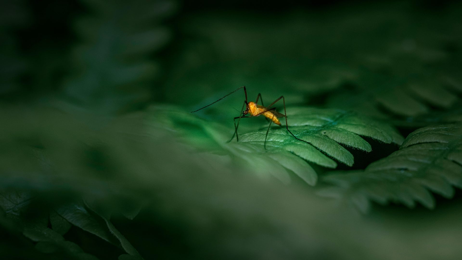 Mod myg, disse 5 essentielle planter at adoptere