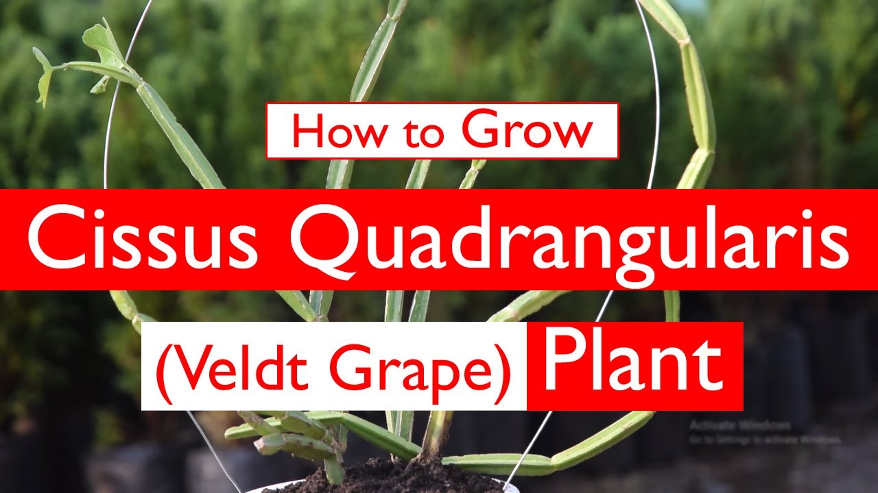 How to Grow Cissus Quadrangularis Veldt Grape Plant