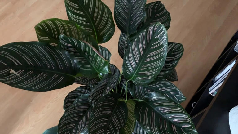 Calathea Lápiz: elegancia y color natural para tus espacios