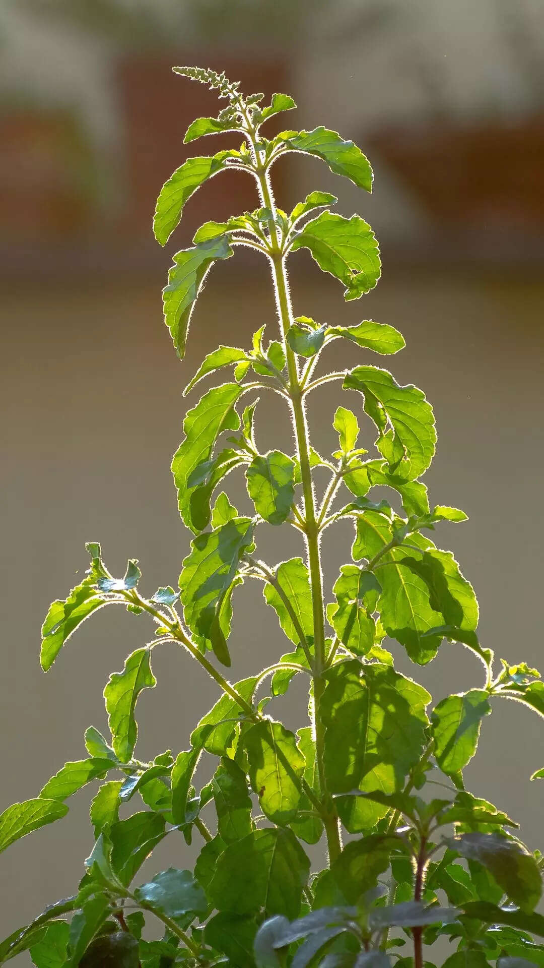 9 indoor kitchen plants that double as cooking ingredients