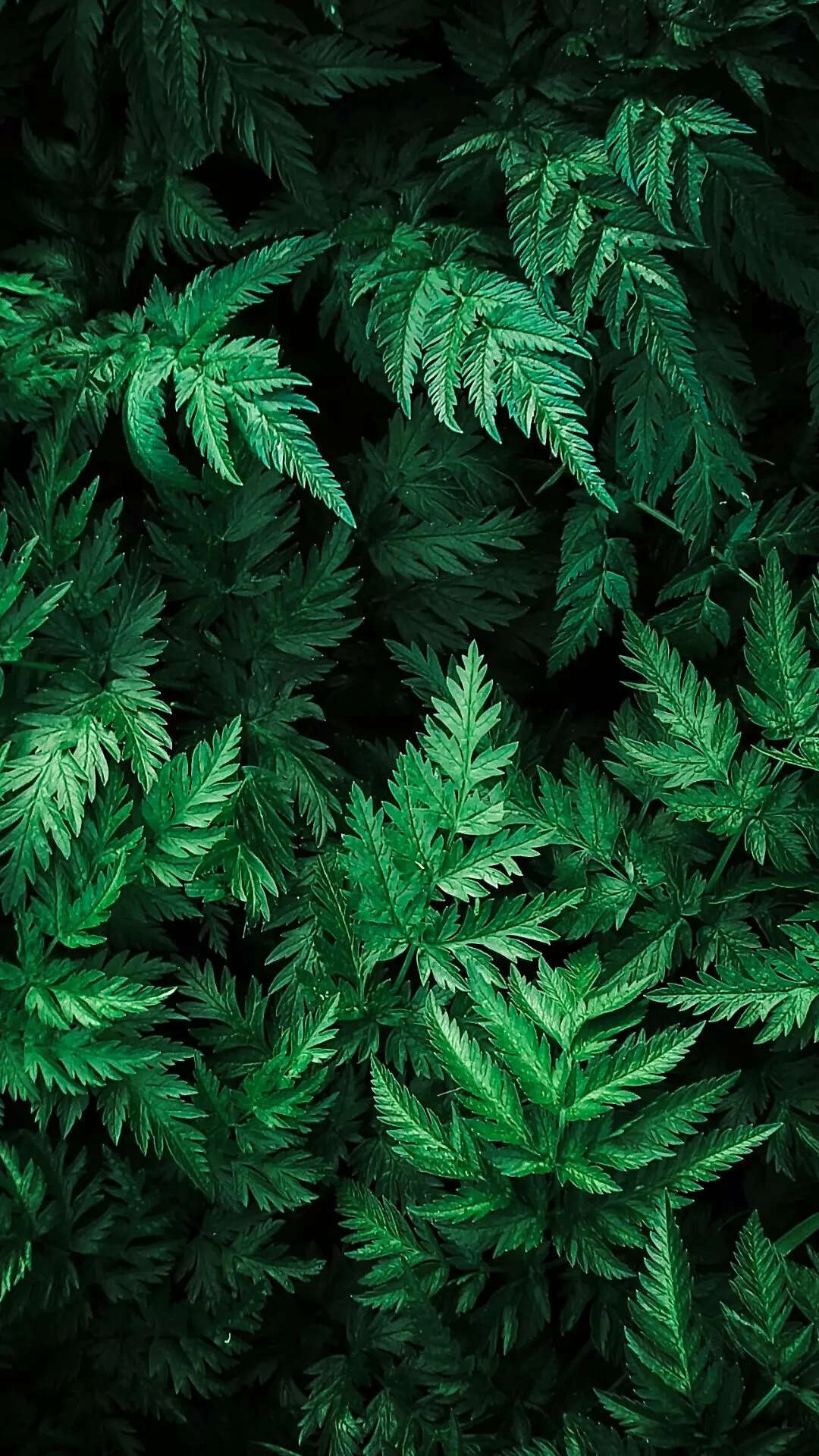 9 indoor kitchen plants that double as cooking ingredients