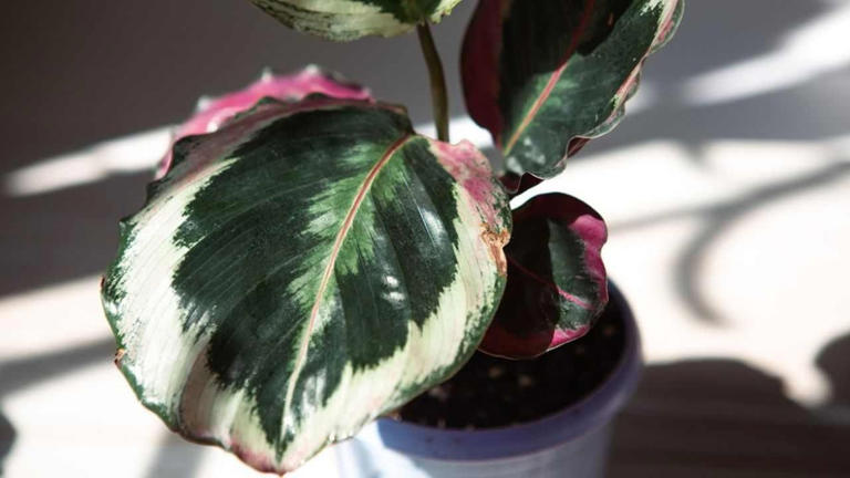 Calathea Lápiz: elegancia y color natural para tus espacios