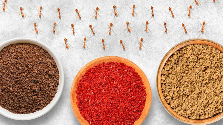 The 9 Best Natural Repellents To Keep Ants Away From Your Picnic