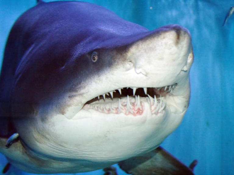 Dead Shark Found Washed Ashore On Long Island Beach: DEC