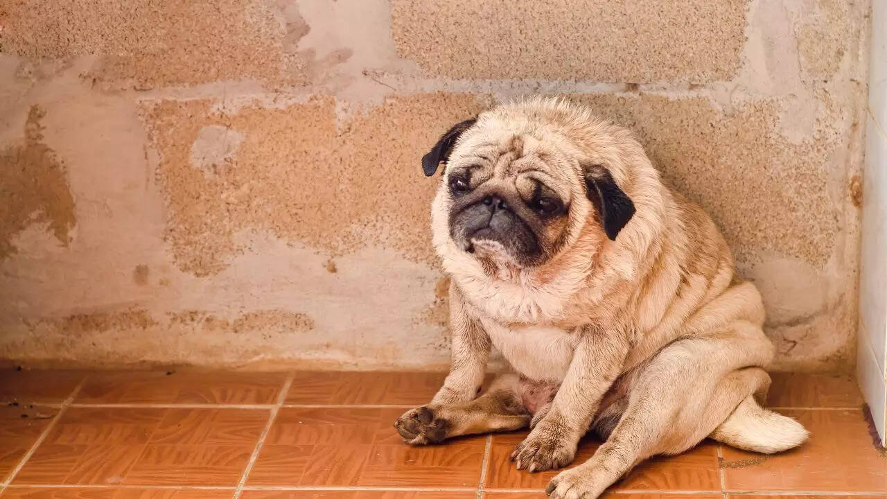 Signs and symptoms that your dog might be dying of cancer
