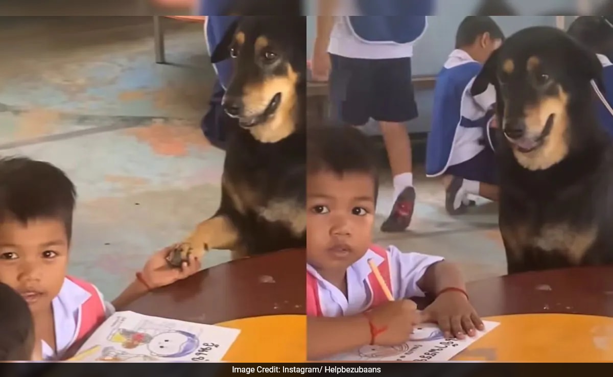 'Where Is Your Uniform?': Adorable Dog Offers Paw While Sitting Beside ...