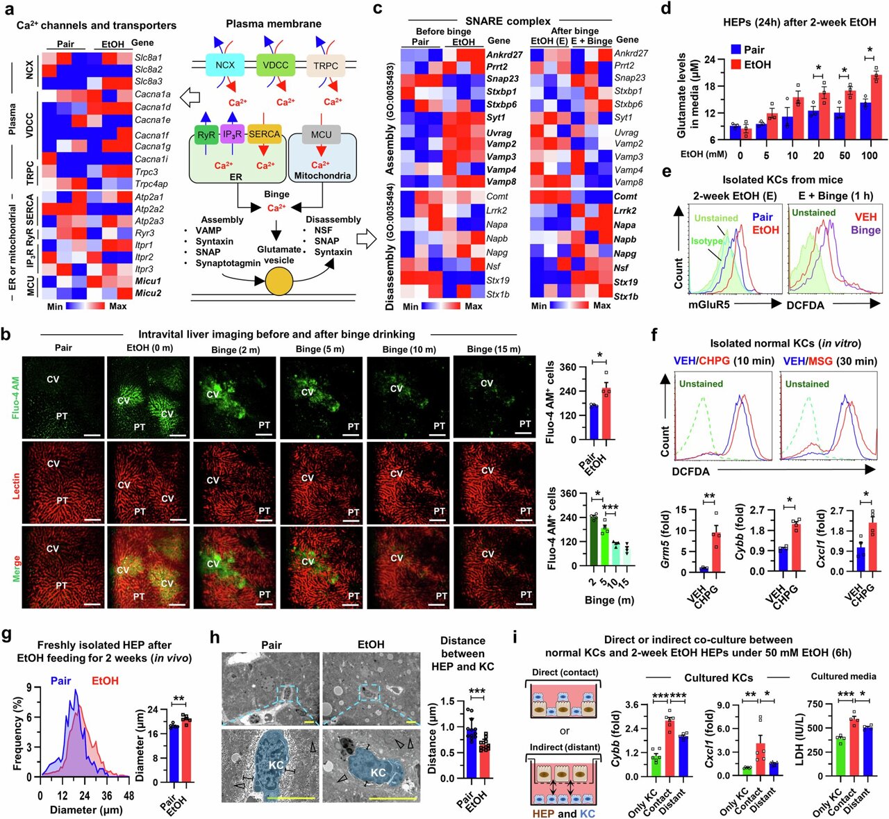 Alcohol-damaged liver cells form 'pseudosynapses' to trigger inflammation