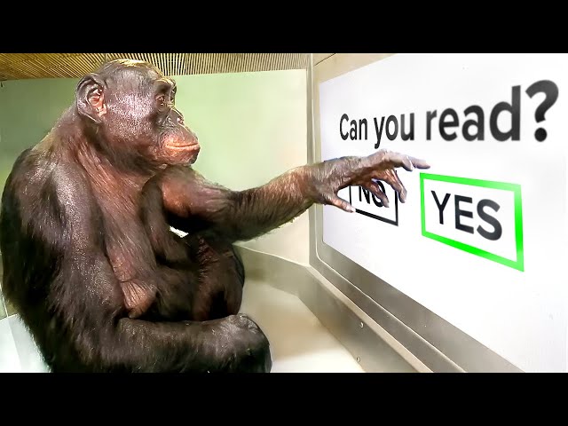 World's smartest ape takes an IQ test