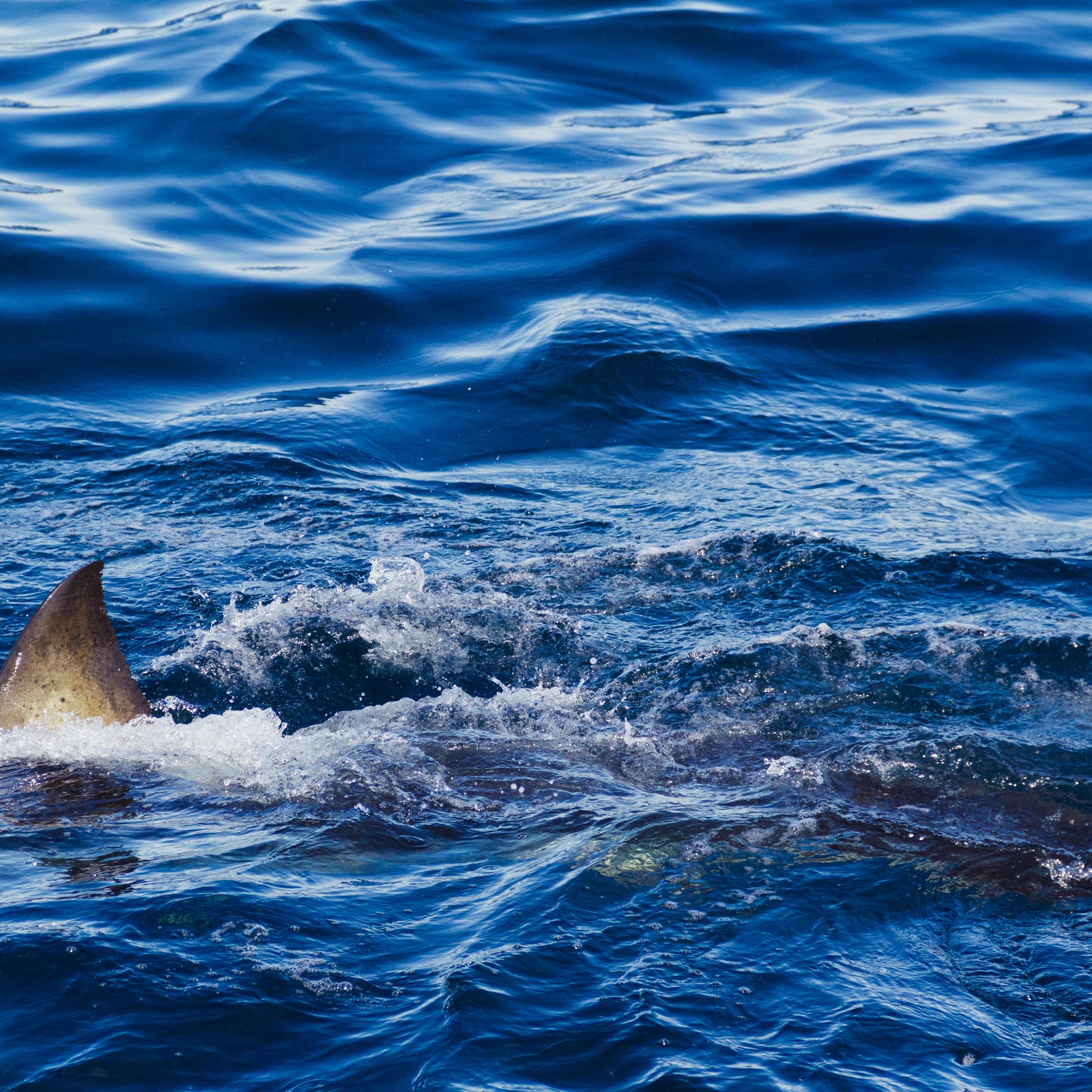 American boy attacked by shark in Bahamas while swimming with brother