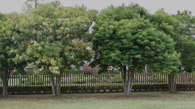 Scientists stunned by 'remarkable' phenomenon found in trees threatened ...