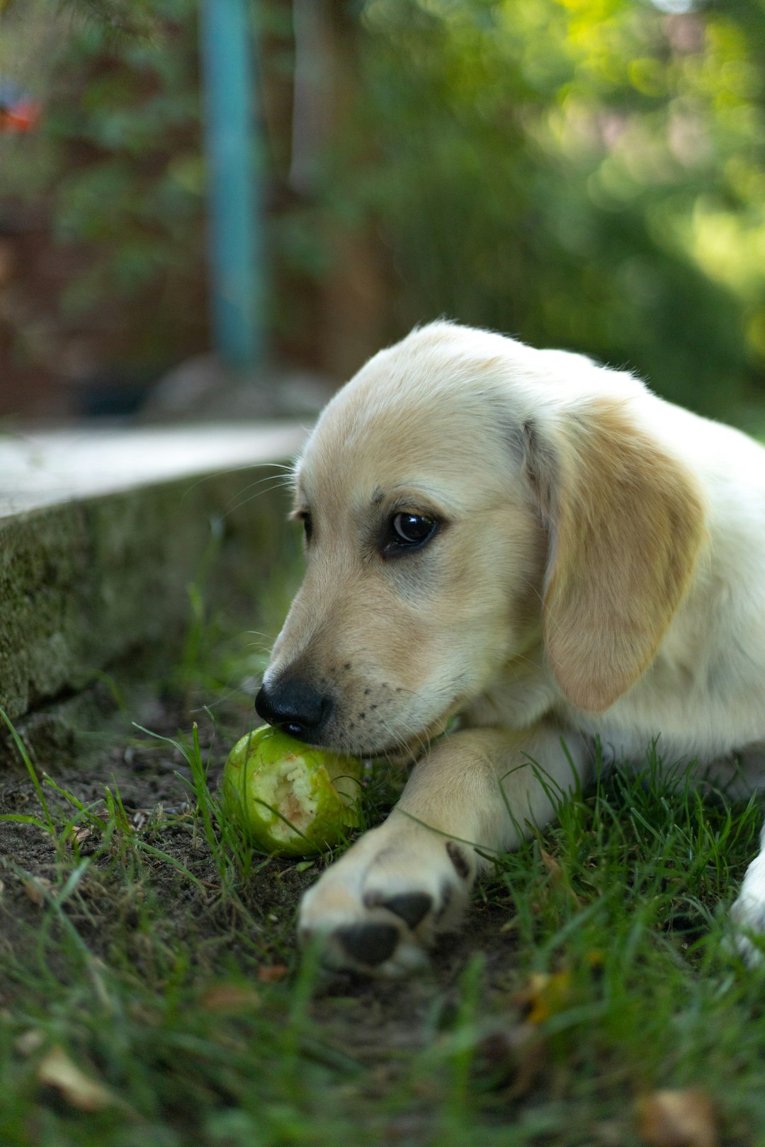11 'Treats' That Are Toxic for Dogs (Yet Many Owners Give Them Anyway)