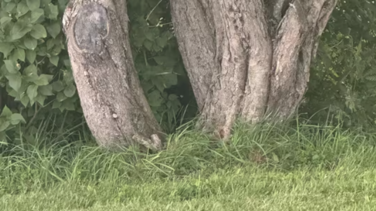 Optical illusion challenge: Can your “sharp eyes” spot the hidden cat ...