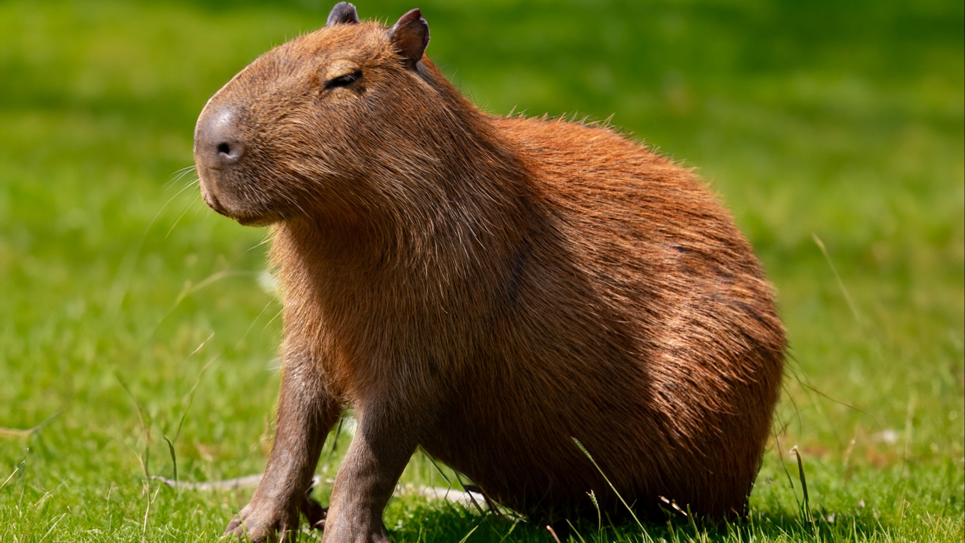 Capibara: curiosidades sobre el animal latino de moda