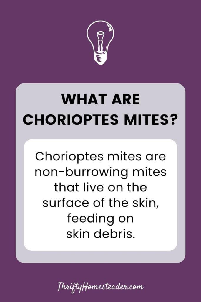 Chorioptes mites in goats: What you need to know