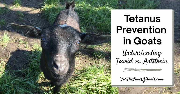 Tetanus prevention in goats: Understanding toxoid vs. antitoxin