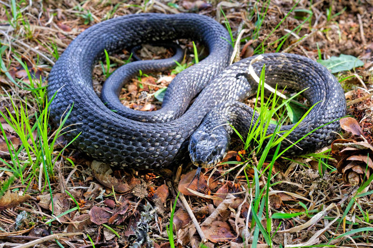 'Gourmet Jamaican fried chicken' restaurant opens doors in Bristol