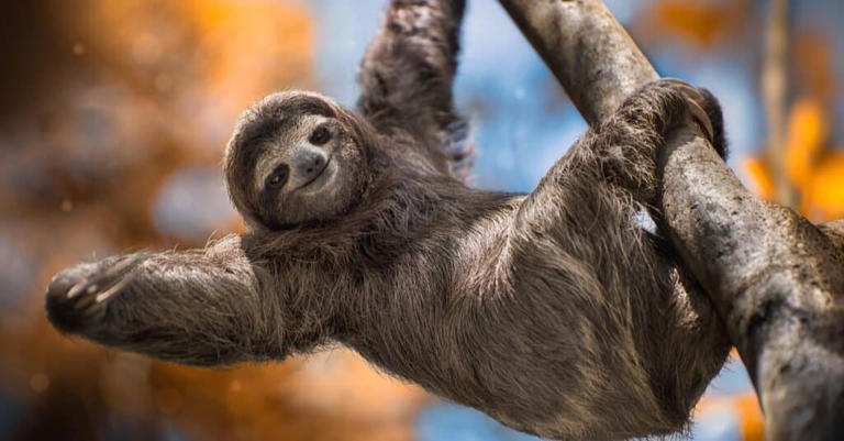 10 Arboreal Animals That Spend Their Lives in Trees
