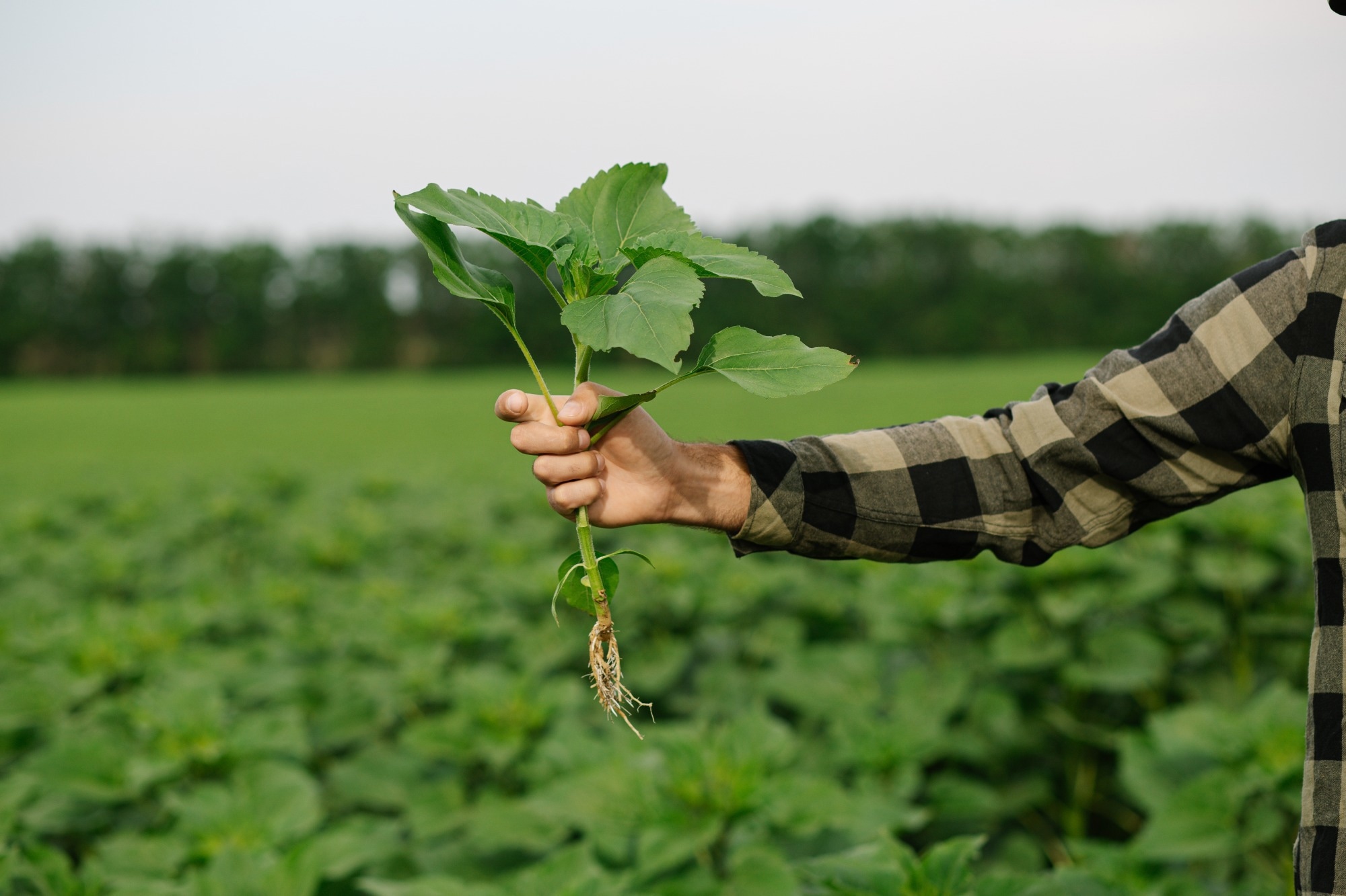 Electric Tomography Maps Root Systems Without Excavation