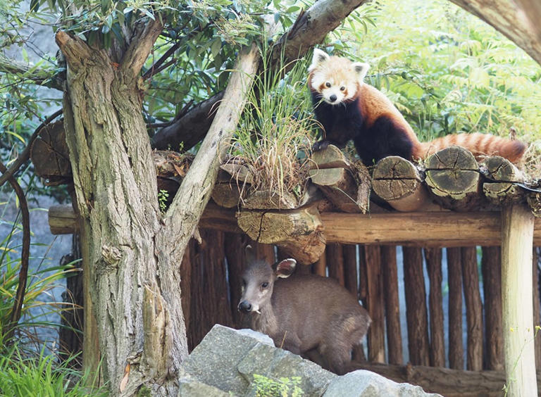 Zoo Leipzig: Neues Rotes Panda-Pärchen Kamala und Asa lebt sich ein