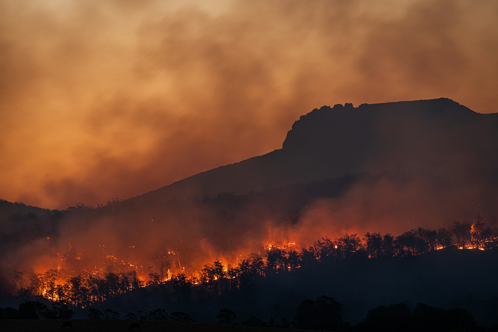 The 23 Most Destructive Wildfires In Recent US History