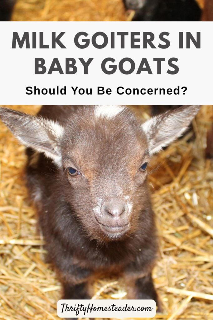 Milk Goiter in Goats: What It Is, What Causes It, and When to Worry