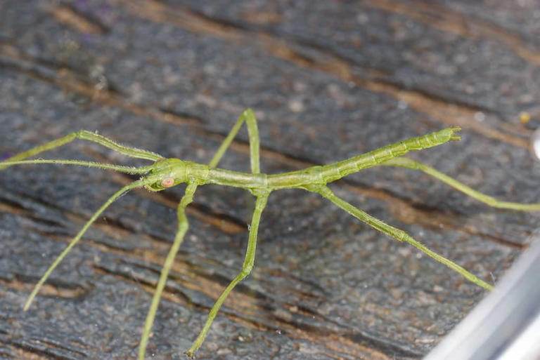 Everything’s Bigger in Texas — Including These 9 Enormous Insects