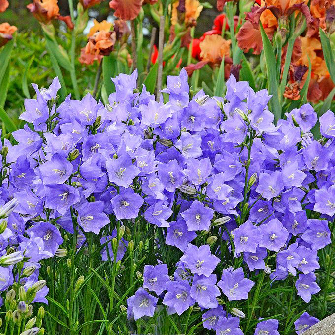 Remove invasive creeping bellflower from your yard