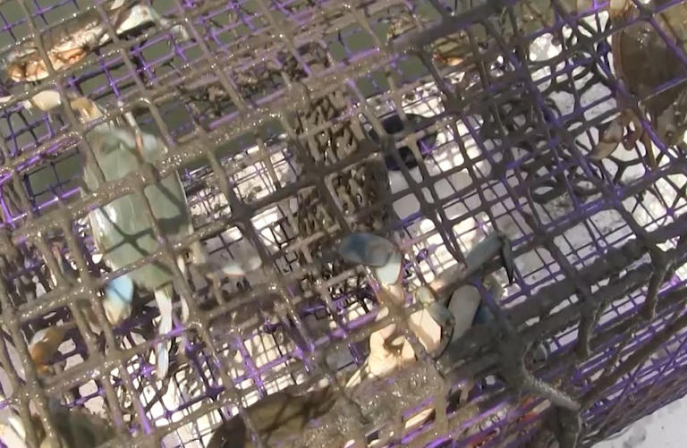 Outdoors Bound News & Notes: Big Bass, Blue Crabs, and Marine Mammals