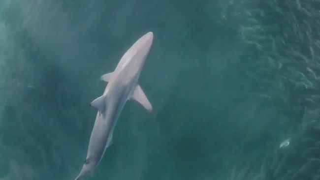 8-Foot Shark Swims Through Bait Ball in Mesmerizing Hamptons Footage