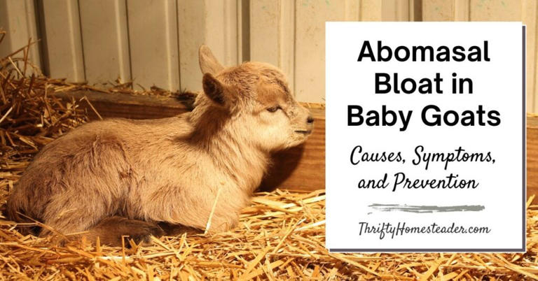 Abomasal Bloat in Baby Goats: Causes, Symptoms, and Prevention