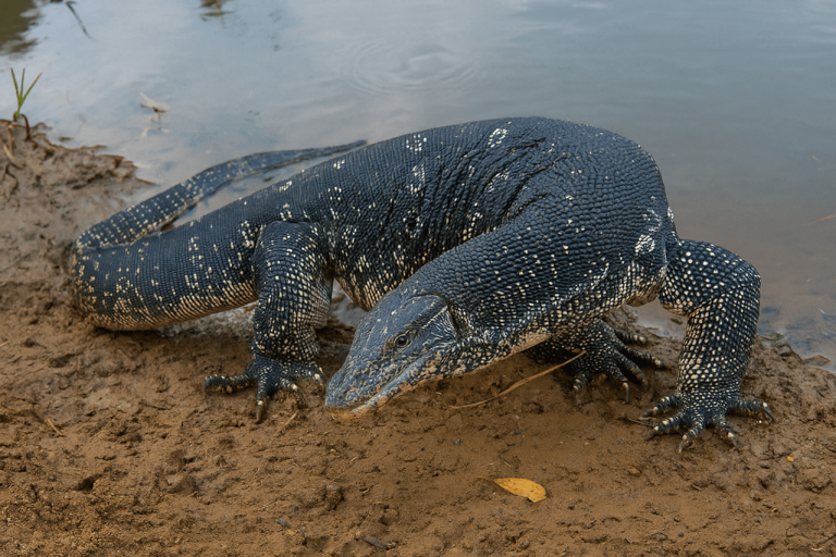 Top 5 Deadliest Lizards You Should Never Mess With