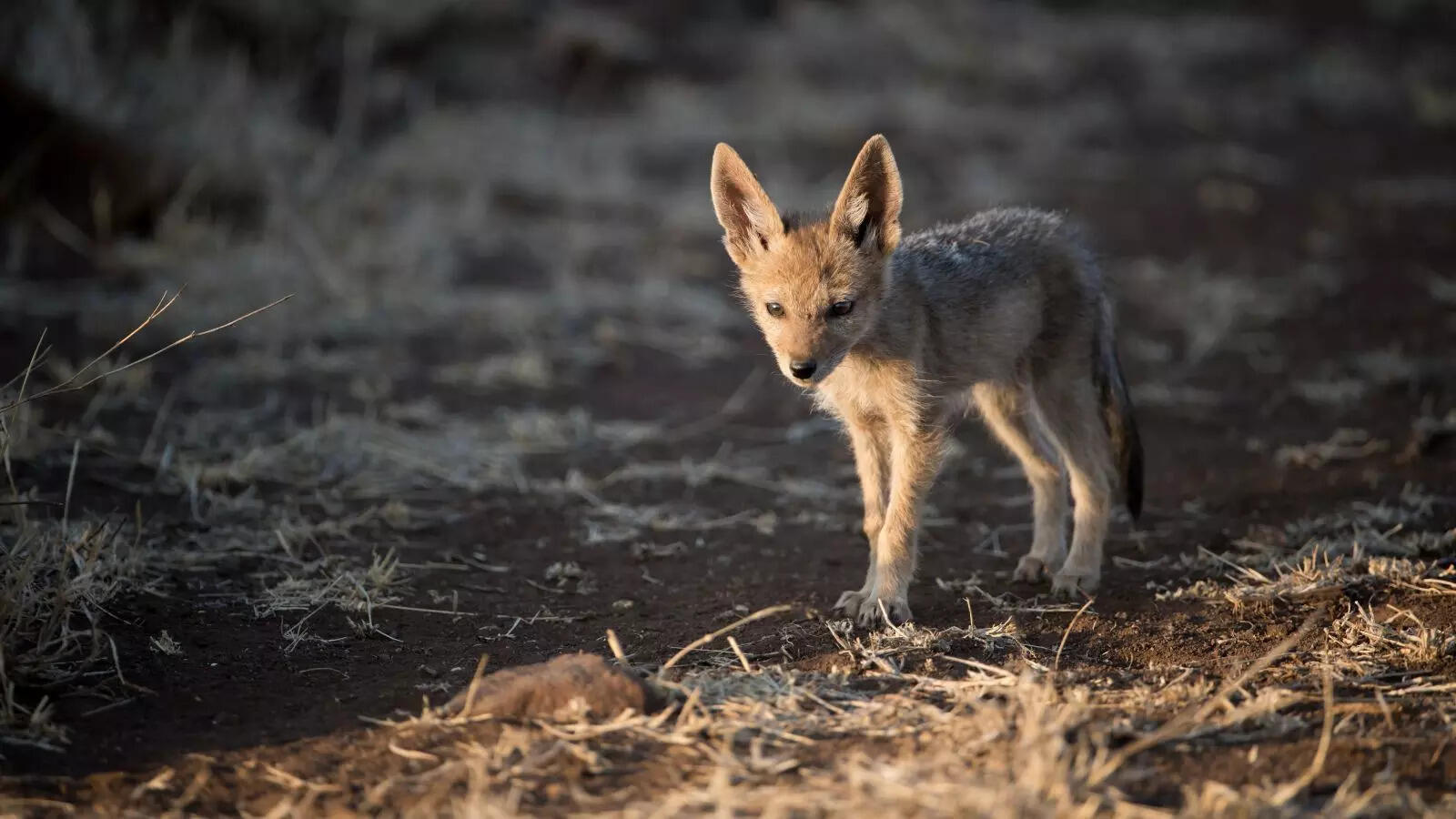 From Pompeii Worms To Desert Foxes: 5 Amazing Animals That Love Extreme ...