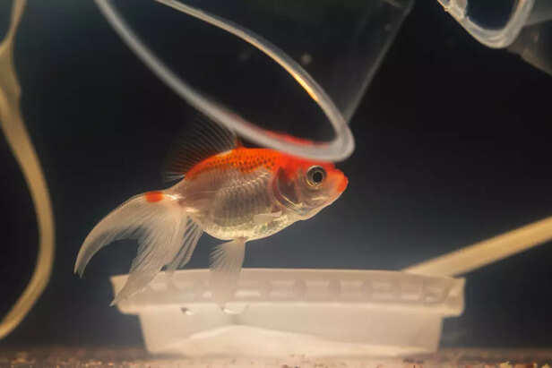 Are You Slowly Killing Your Fish with Food?
