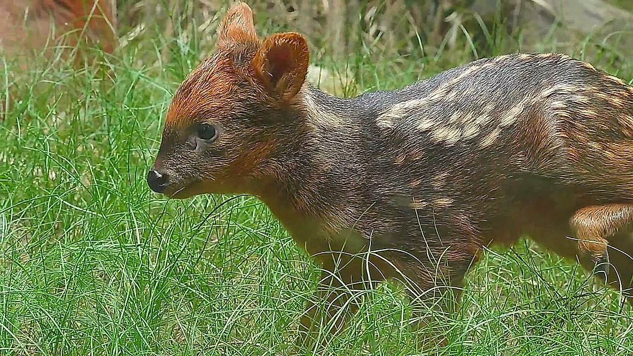 Un adorable pudu du Sud fait ses débuts au zoo du Queens à New York