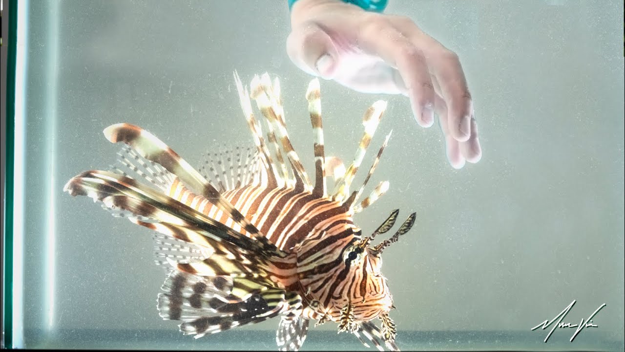 What It’s Like to Get Stung by a Lionfish