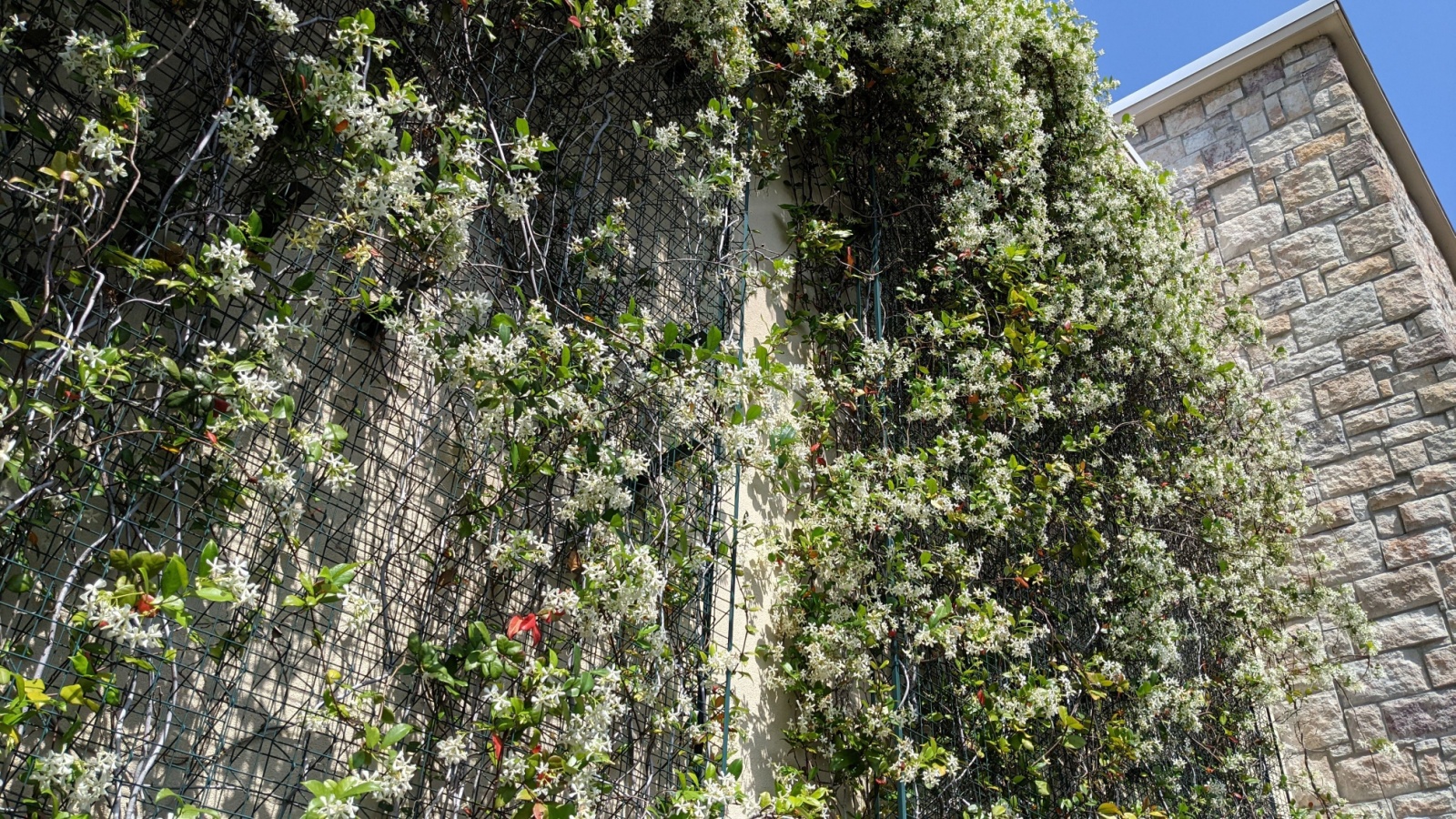 These 14 flowering vines bring romance and curb appeal to your walls